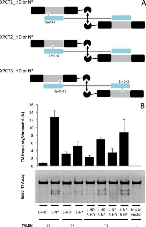 Tale Repeat N A Universal 5mc Binding Module A Schematic Download Scientific Diagram