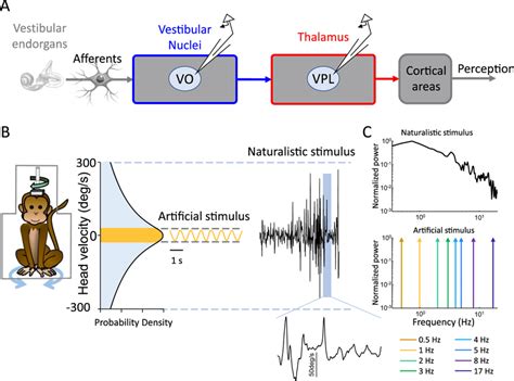 Naturalistic Self Motion Stimuli Strongly Differ From Artificial Download Scientific Diagram
