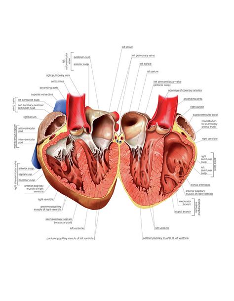 Internal Anatomy Of The Heart