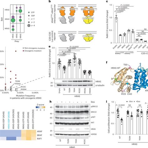 Kras Gene And Mutational Hotspots Download Scientific Diagram