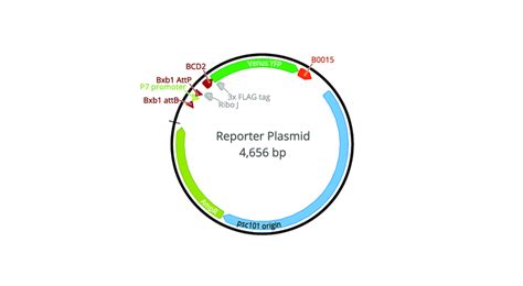 Plasmid Map For The Reporter Plasmid Download Scientific Diagram
