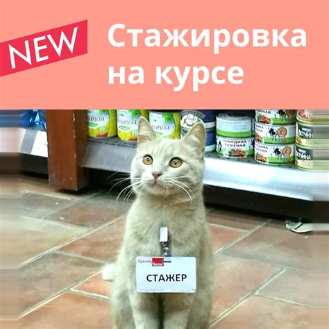 Стажировка для начинающих тестировщиков открыта Лаборатория качества