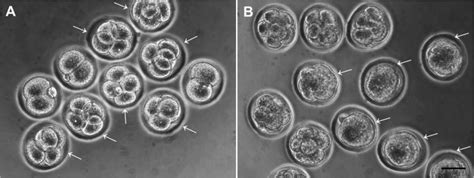 Prediction Of Blastocyst Development And Implantation Potential In Utero Based On The Third
