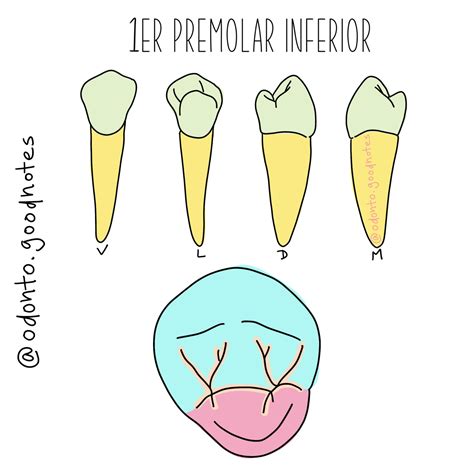 Molares Y Premolares Udocz Anatomía Dental Escuela De Higiene