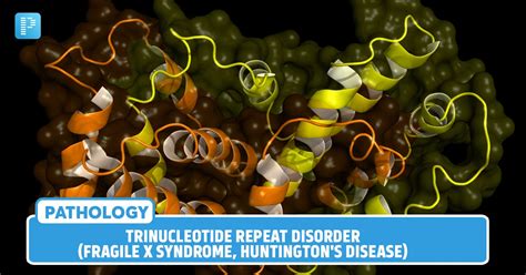 Trinucleotide Repeat Disorder Fragile X Syndrome And More