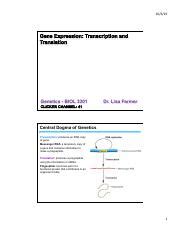 Lecture 12 Transcription And Translation Pdf 10 2 19 Genetics BIOL 3301 Dr Lisa Farmer