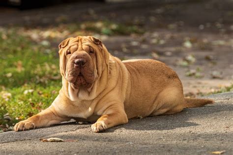 shar pei toca do bicho