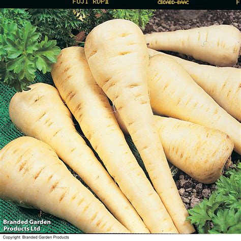 Parsnip Gladiator F1 Hybrid Seeds Thompson Morgan