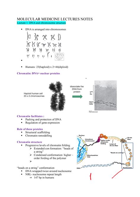 Molecular Medicine Lecture Notes 1 5 PATH2211 UWA Studocu