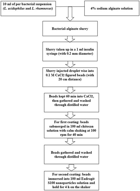 Schematic Representation Of The Encapsulation Of Probiotic Bacteria In Download Scientific Schematic Representation Of The Encapsulation Of Probiotic Bacteria In Download Scientific