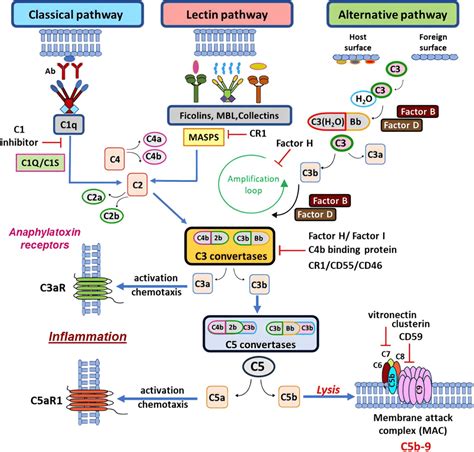Complement System Overview