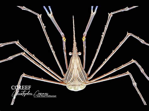 Ccreef Arrow Crab