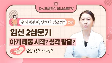 주수별 우리 아기는2 임신 2삼분기 아기 태동 시작 청각 발달🥰 임신 13~27주 Youtube