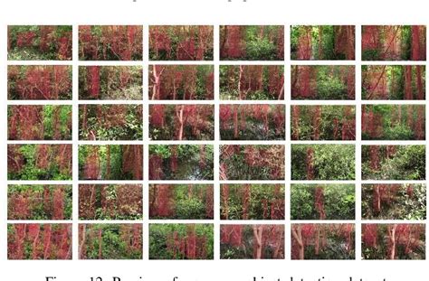 Figure 12 From Mangrove Tree Density Detector Using Yolo Based On Darknet Framework Using Rgb