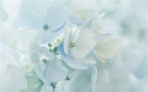 漂亮的小清新绣球花高清图片桌面壁纸 配图网