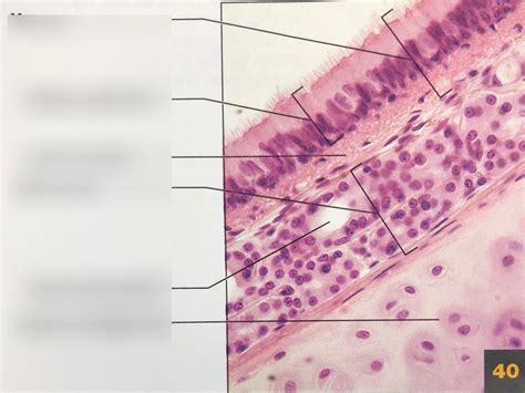 Histology Of Trachea Diagram Quizlet