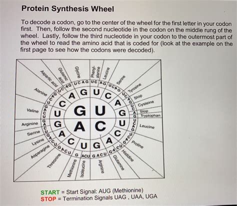 Protein Synthesis Wheel To Decode A Codon Go To The