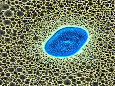 진핵세포와 원핵세포 비교하고 이해하기 핵심 차이점 분석 생명과학 탐구 두 가지 세포 유형 정리