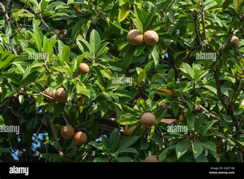 Close Up View Showing Chikoo Manikara Zapota Growing Hanging On The
