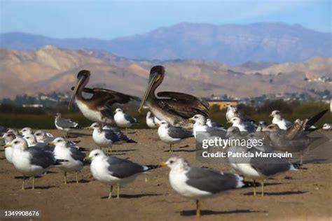 Ventura River Estuary Photos And Premium High Res Pictures Getty Images