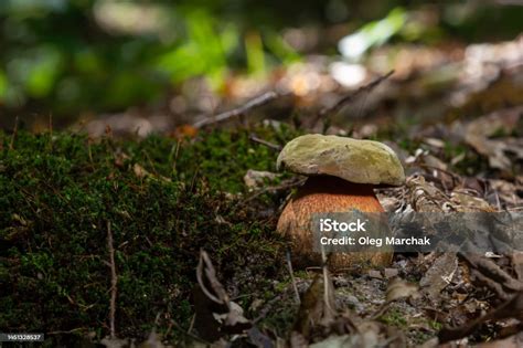 Boletus Erythopus 또는 Neoboletus Luridiformis 버섯은 가을철에 푸른 풀밭과 젖은 땅에서 자라는 숲에서 자랍니다 Boletus
