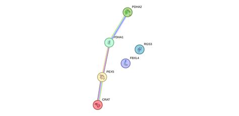 Crat Gene Genecards Cacp Protein Cacp Antibody
