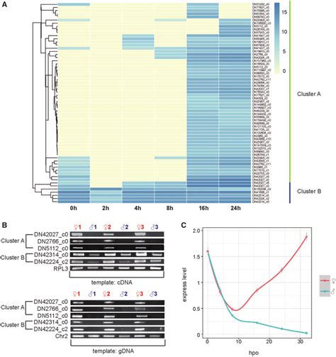 W Derived Transcripts Expression Profiles And Genomic Pcr