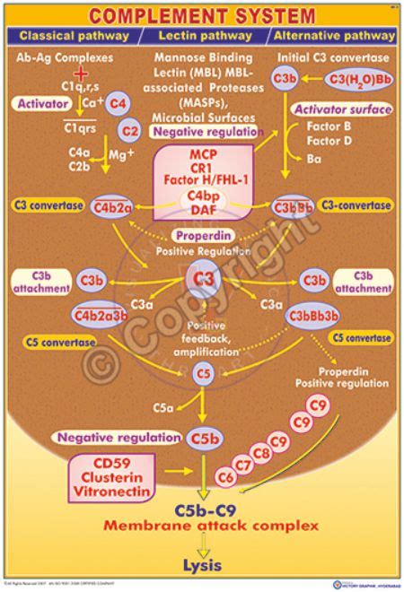 Victory Graphik Im 5 Complement System