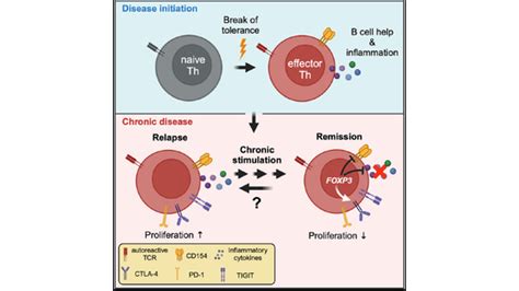 Self Reactive T Cells Driving Chronic Autoimmune Disease Identified