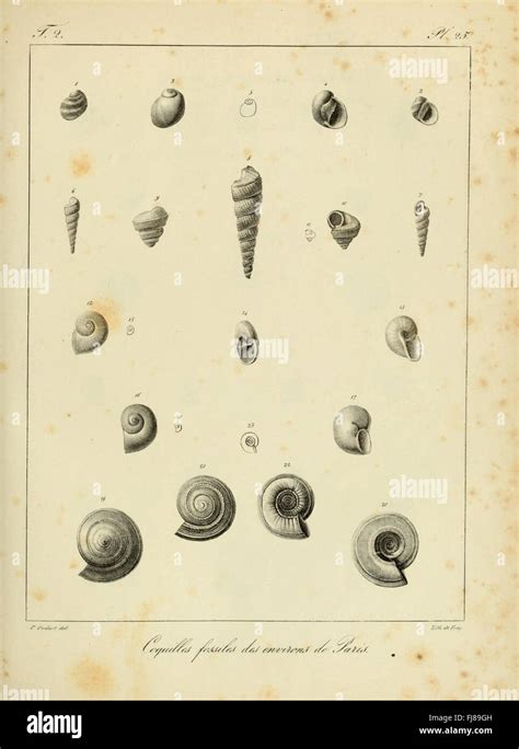 An Illustration And Description Of Fossil Shells From The Paris Basin Documenting Ancient