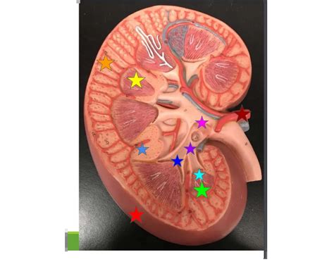 Bi 208 Lab Urinary System Quiz