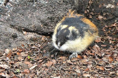 Lemmings Facts Always Learning