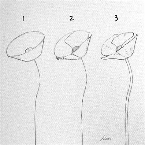 How To Draw A Poppy Flower Easy Step By Step At Maryjane Hartley Blog
