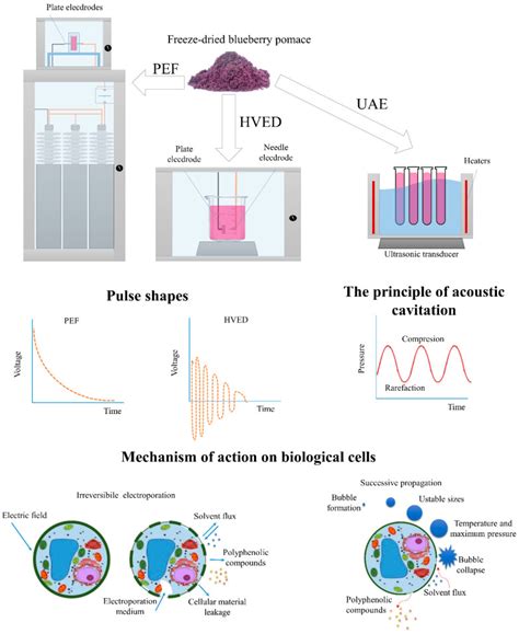 Green Extraction Methods For Extraction Of Polyphenolic Compounds From Blueberry Pomace Pmc