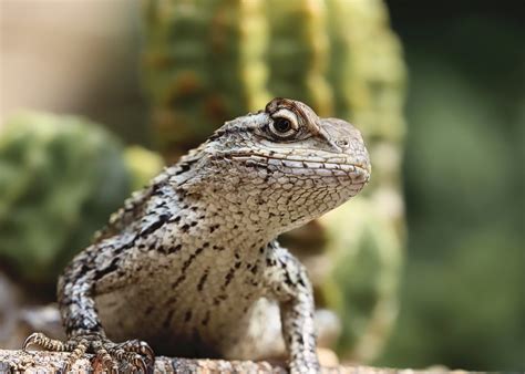 Texas Spiny Lizard Sceloporus Olivaceus Julie In Nature Flickr