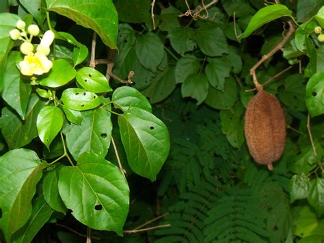 Ficha N° 21 Pithecoctenium Cynanchoides Dc