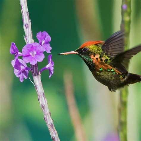 Top 999 Hummingbird Images Amazing Collection Hummingbird Images Full 4k