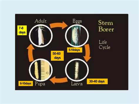 Insect Pests Of Paddy Pptx