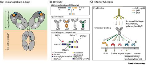 Afucosylated Igg Responses In Humans Structural Clues To The