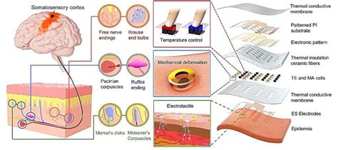 A Skin Integrated Multimodal Haptic Interface To Produce Immersive Tactile Experiences Tech Xplore