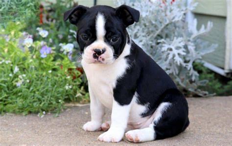 Boston Terrier Puppies