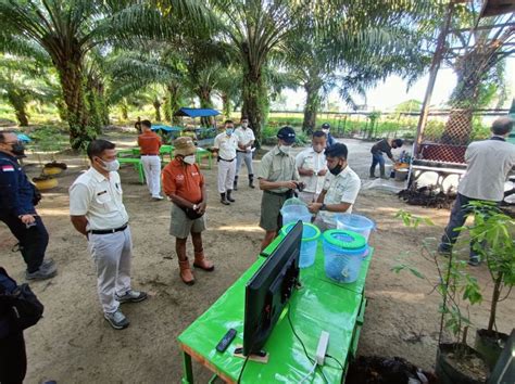 muhammad azwar on linkedin austindonusantarajayatbk ptkayungagrolestari