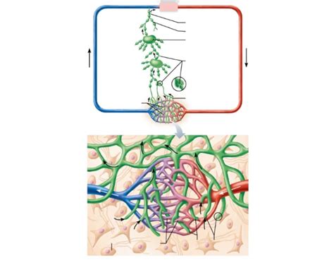 Lymphatic Capillaries System Quiz