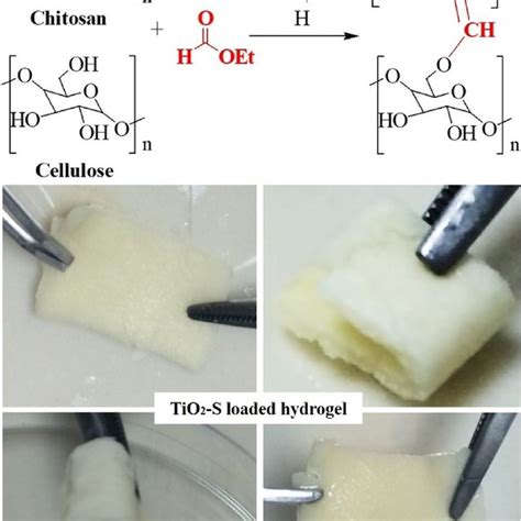 Schematic Representation Of Chitosan And Cellulose Cross‐linking And