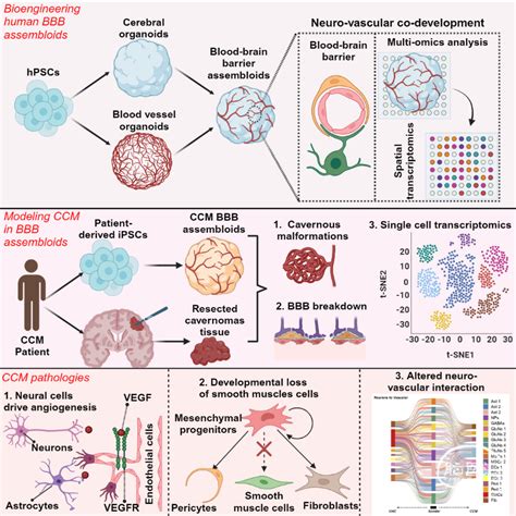 【风向标】世界上第一个体现血脑屏障完全功能的 迷你人脑”诞生了！ 脑医汇