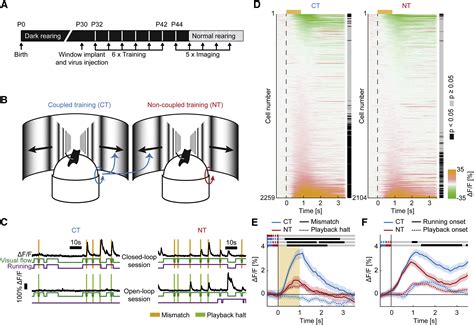 Visuomotor Coupling Shapes The Functional Development Of Mouse Visual