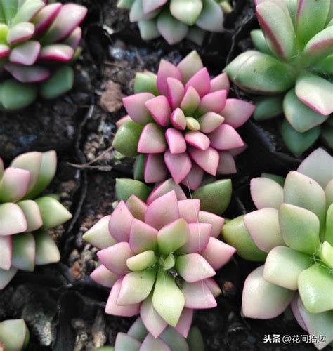 多肉植物圖鑑（卅一）——馬齒莧科（雅樂之舞、金枝玉葉等） 每日頭條