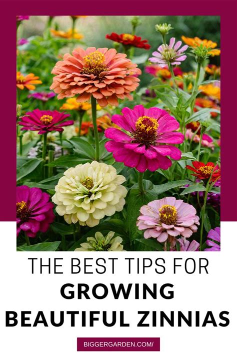 🌸unlock Garden Happiness A Colorful Journey With Zinnias Zinnia