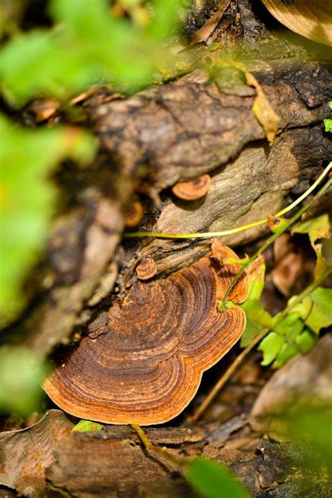 Ganoderma Lucidum Fungus In Tropical Rainforest Stock Image Image Of Invertebrate Food 273317055