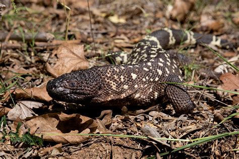 Beaded Lizards Care Sheet Reptiles Cove